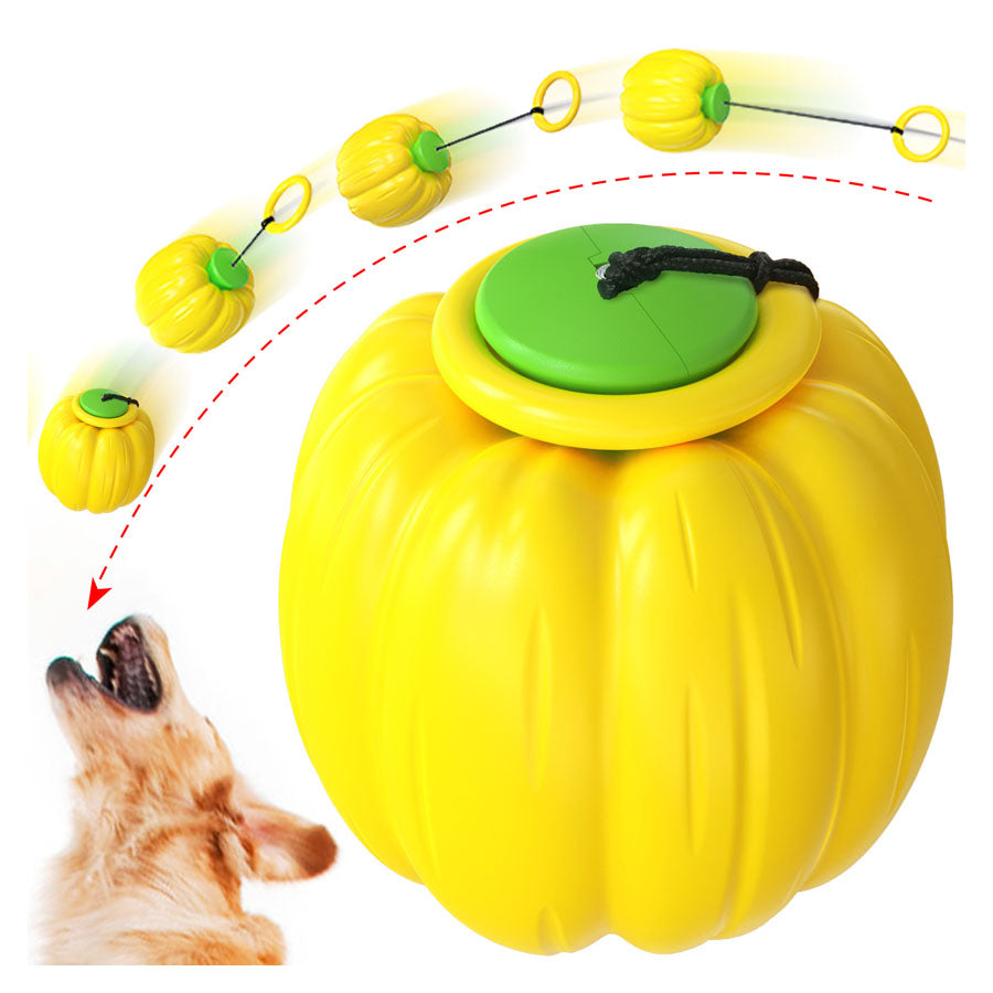 Retractible Pumpkin Dog Chase Toy – Teddys